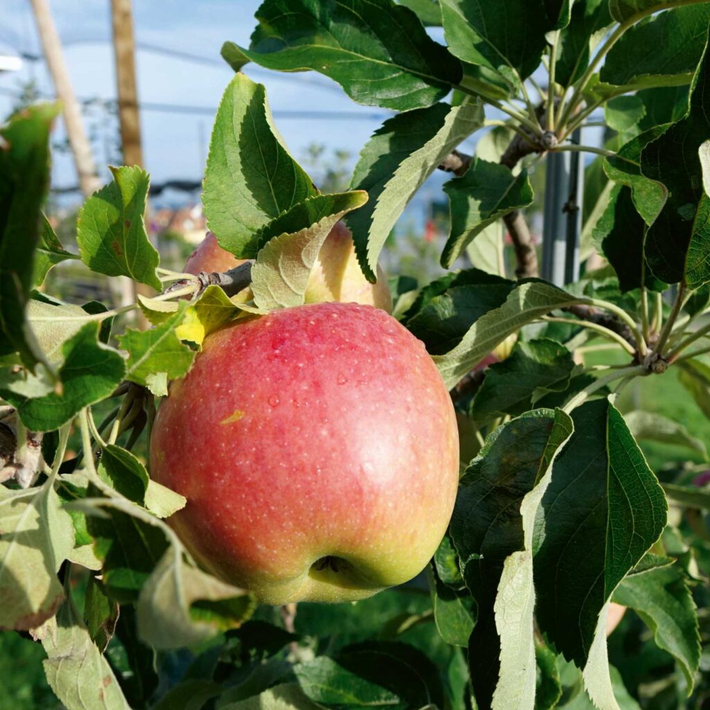 La pomme orange - Vignes et Vergers